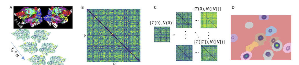 Simplicial and Topological Descriptions of Human Brain Dynamics ...